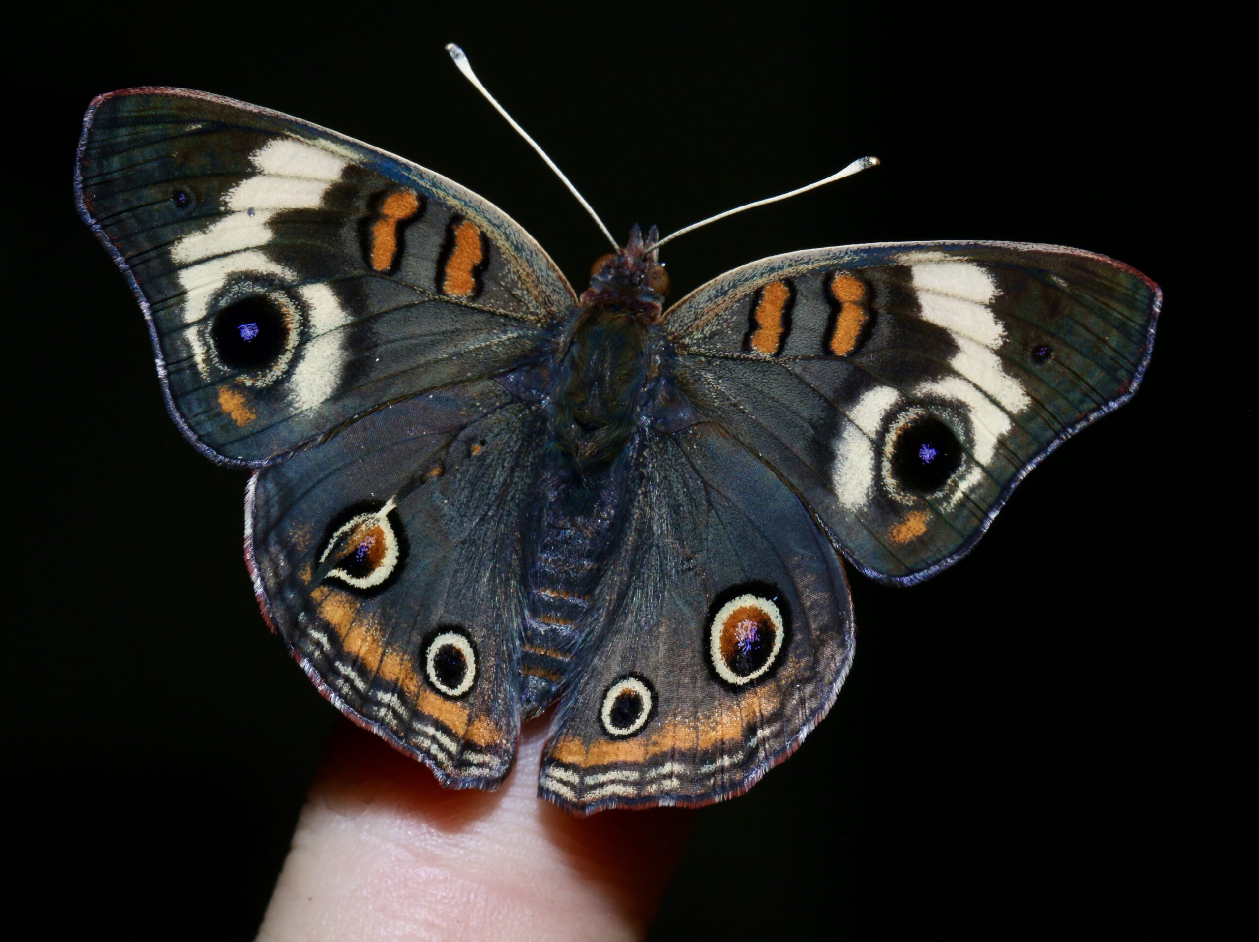 Butterfly CRISPR Publication – Patel Lab.